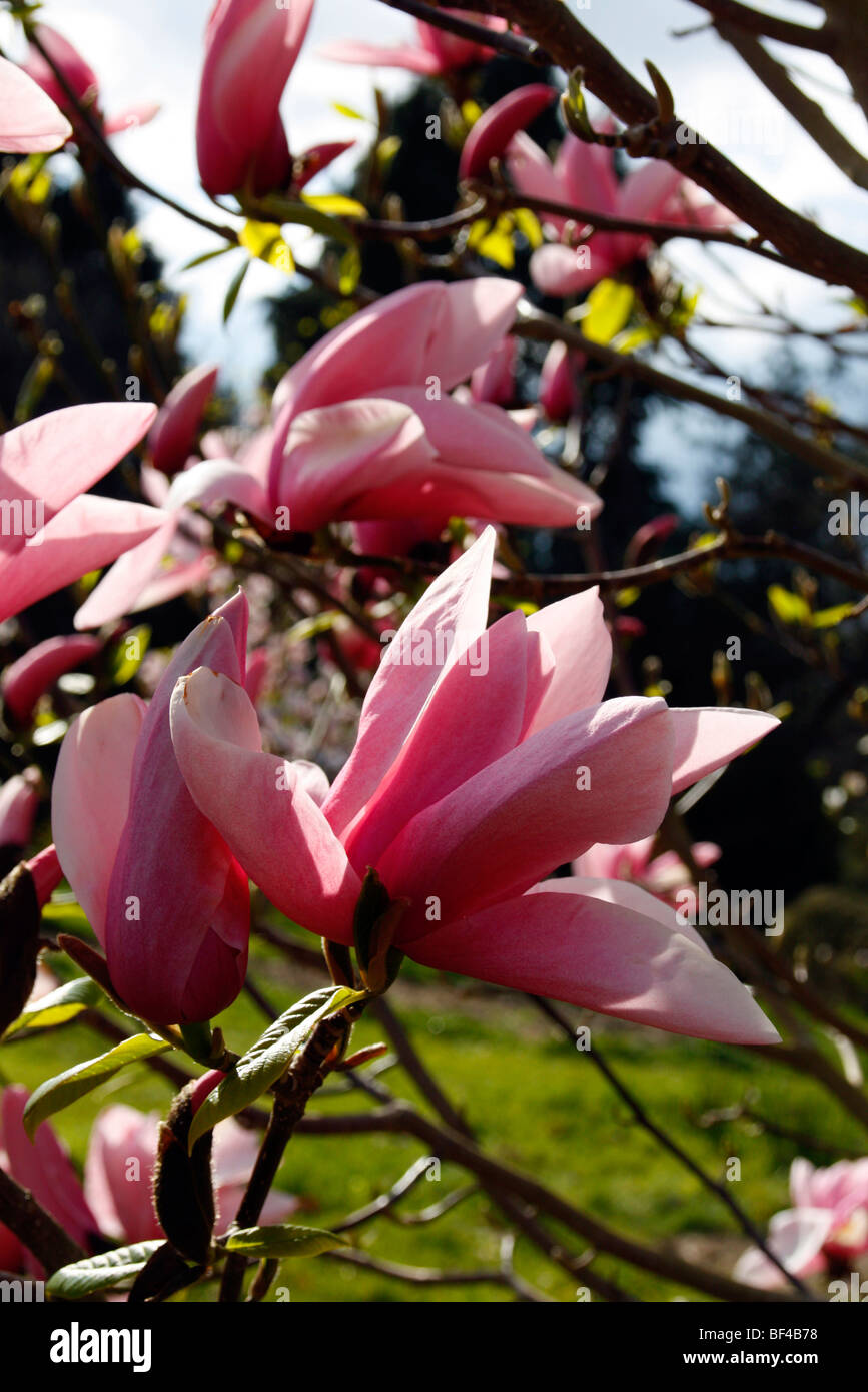 Magnolia ‘star wars’ hi-res stock photography and images - Alamy