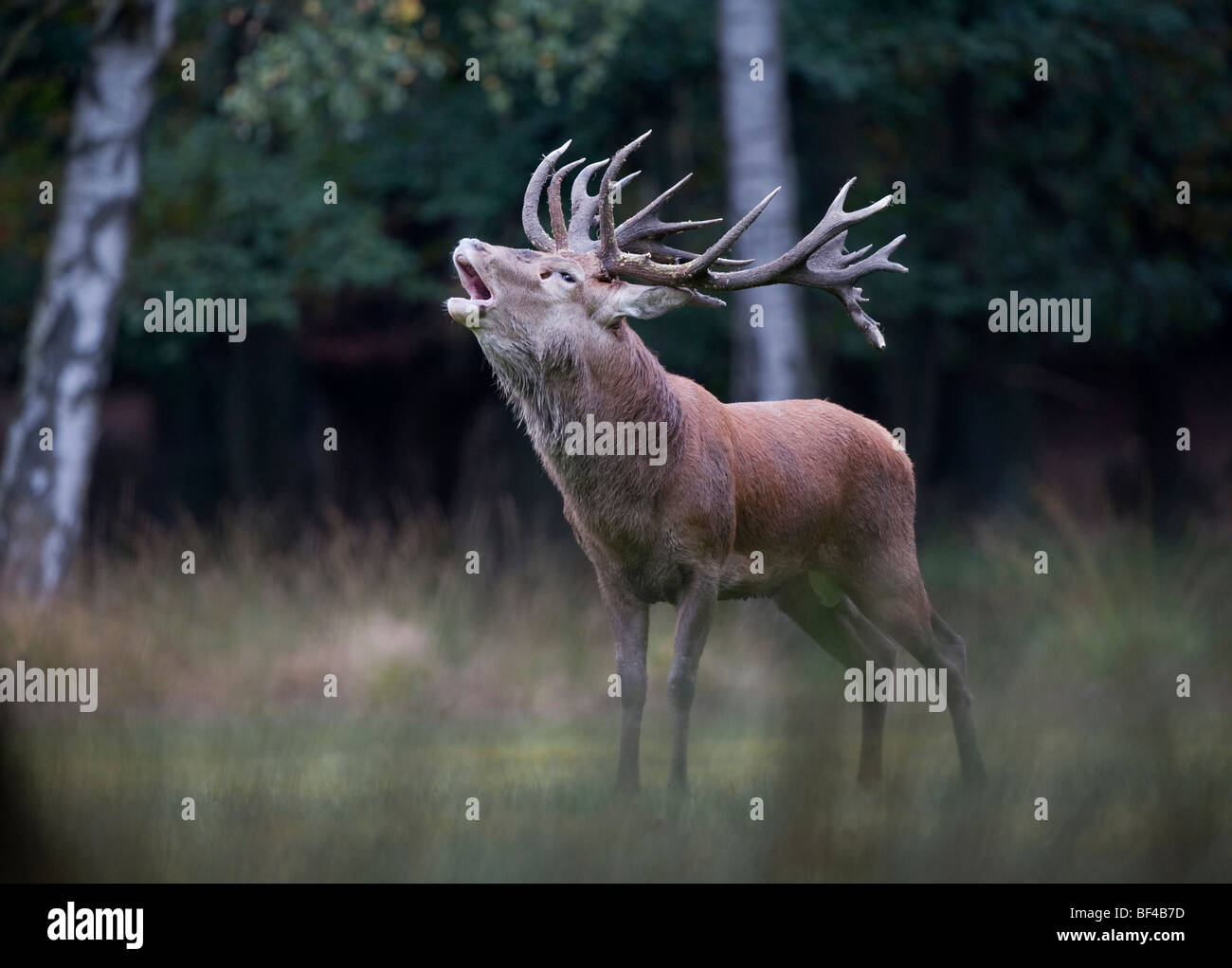 Deer scream hi-res stock photography and images - Alamy