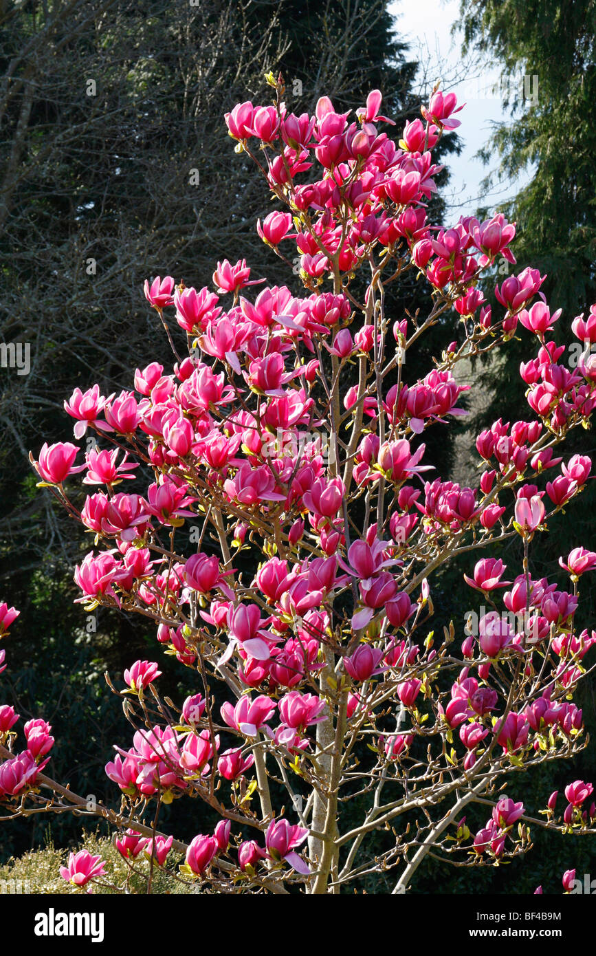 Shirazz High Resolution Stock Photography and Images - Alamy