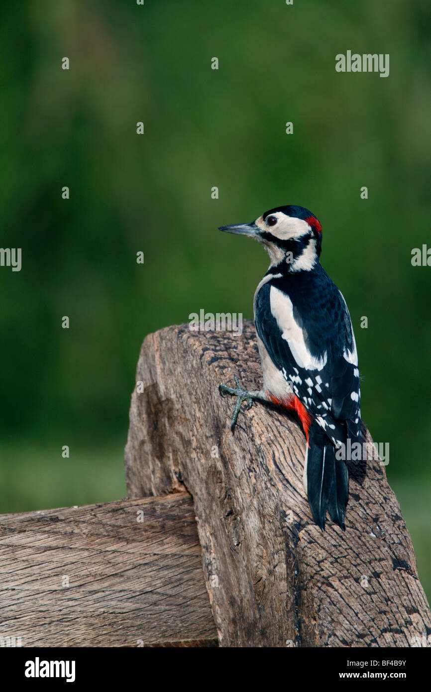 Great Spotted Woodpecker Dendrocopos major Stock Photo - Alamy