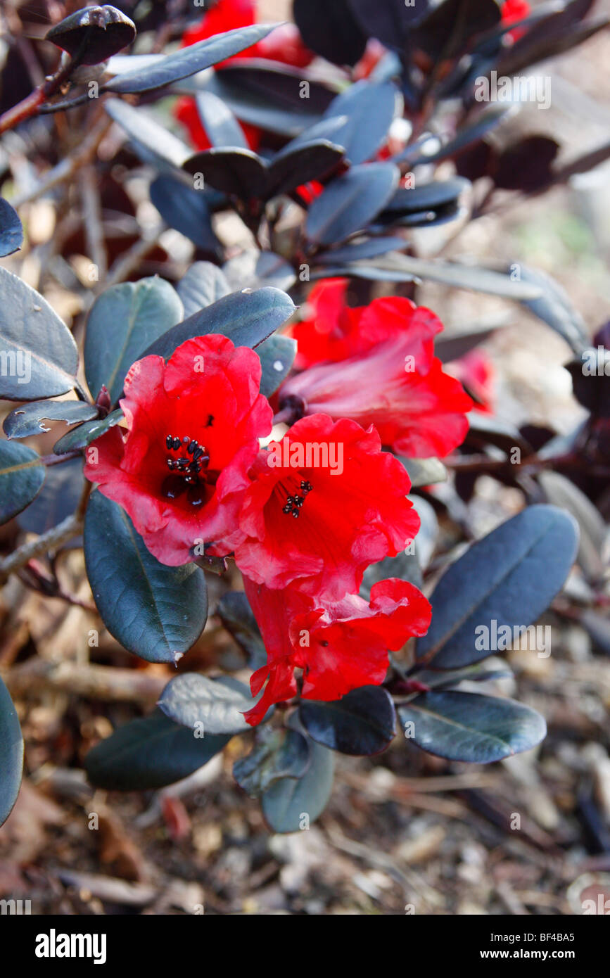 Low evergreen shrub hi-res stock photography and images - Alamy
