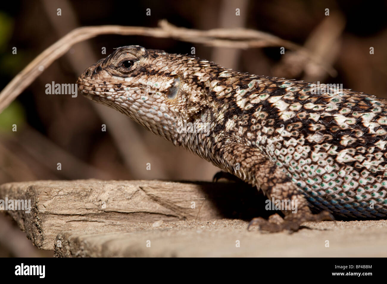 Western Fence Lizard (Sceloporus occidentalis), Point Lobos State Reserve, California, USA Stock ...