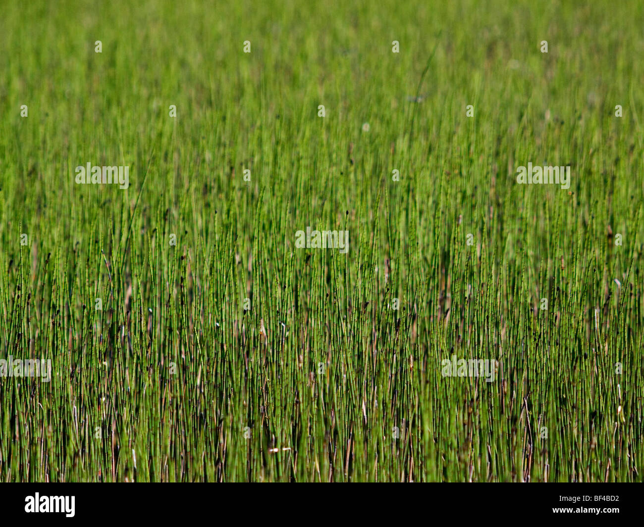 Reed bed texture hi-res stock photography and images - Alamy