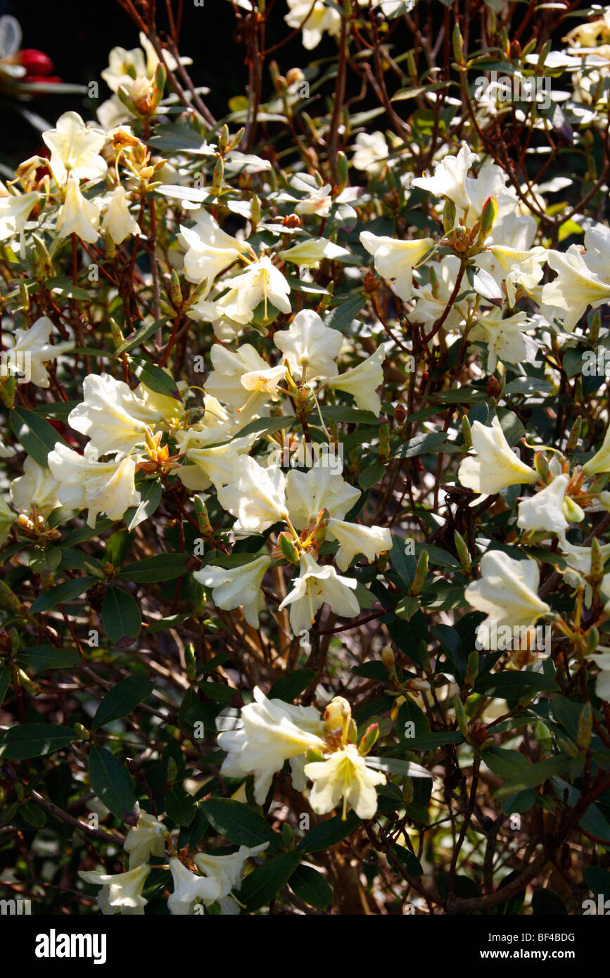 Chink hi-res stock photography and images - Alamy