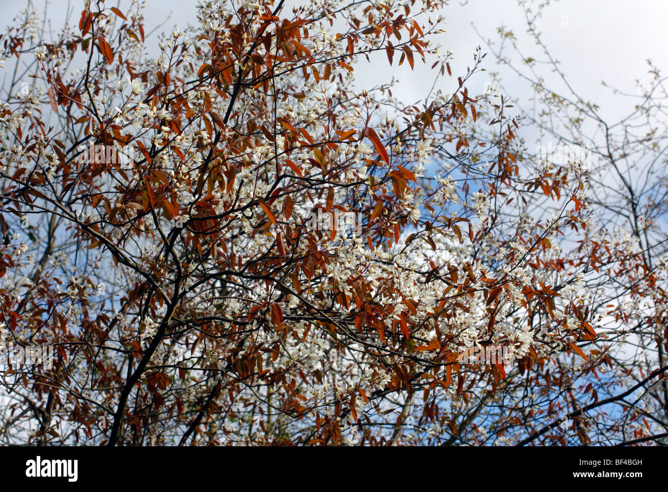 White shrub pink copper leaf spring hi-res stock photography and images ...