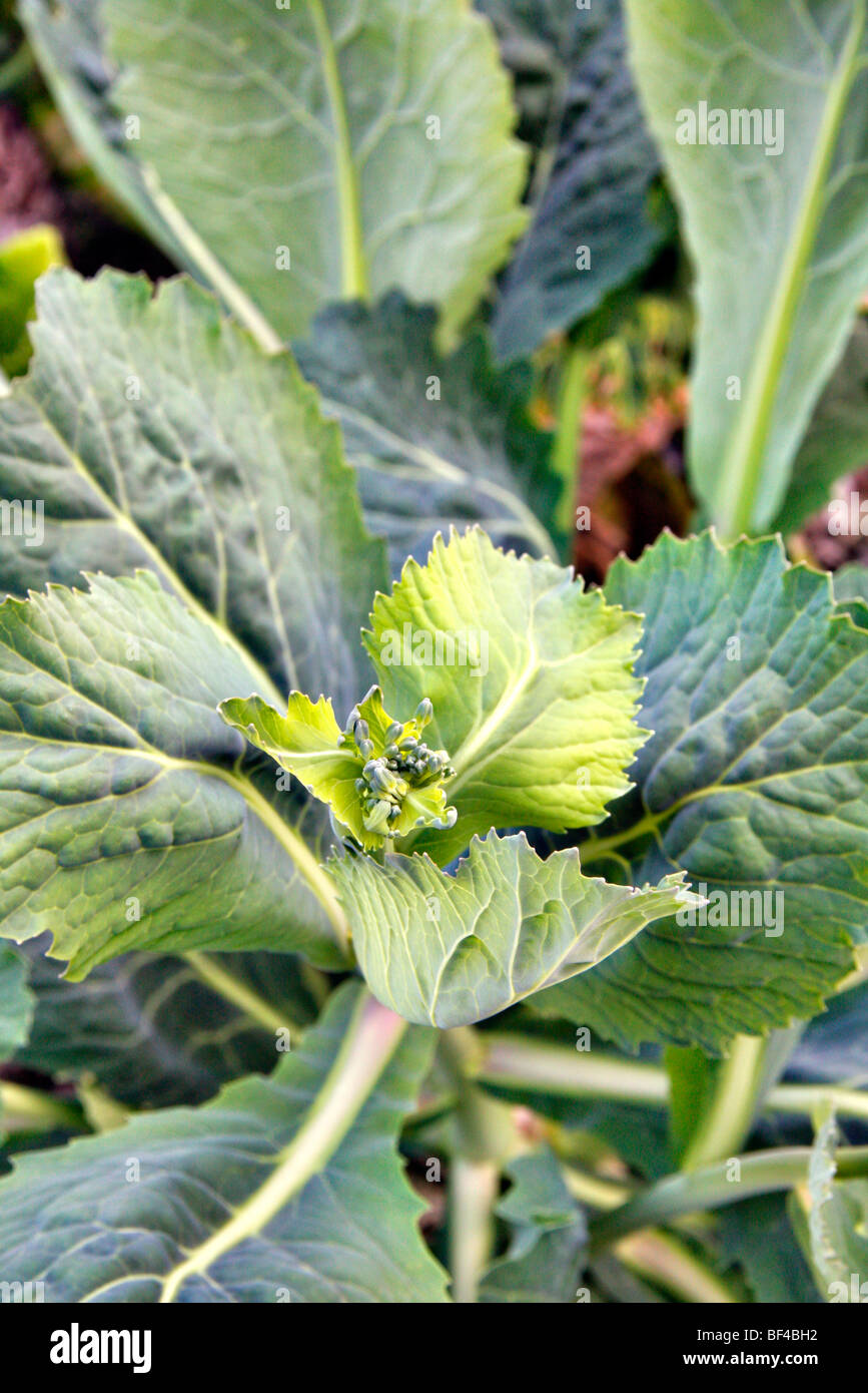 Spring greens hi-res stock photography and images - Alamy