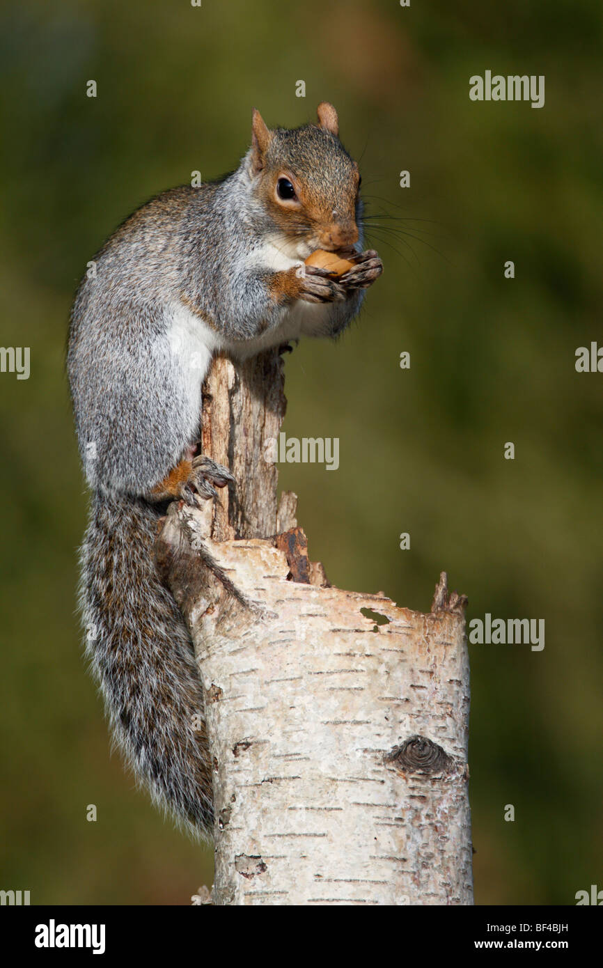 Gray squirrel food hi-res stock photography and images - Alamy