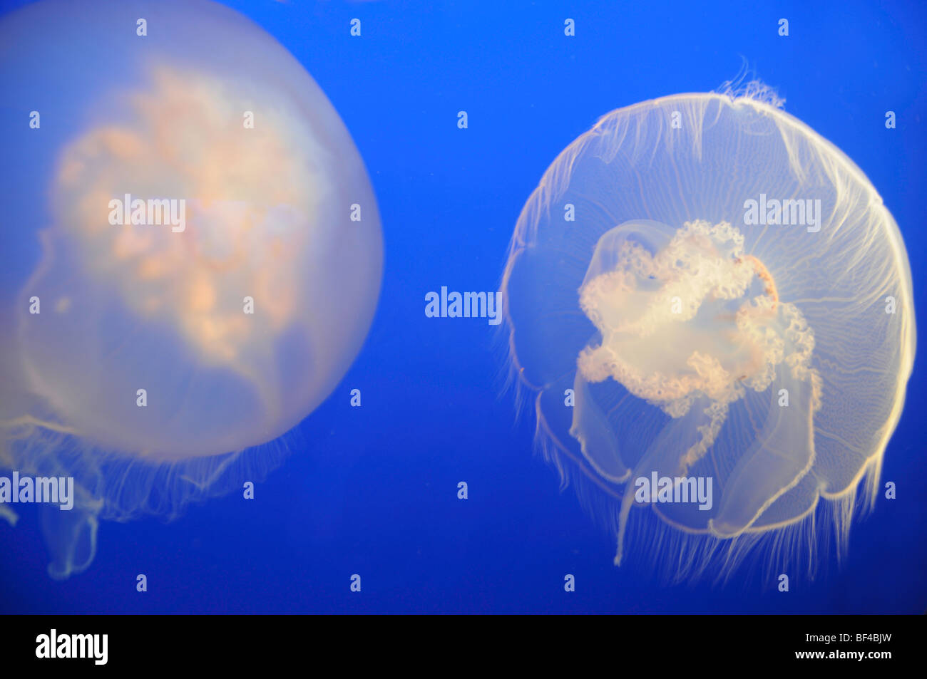 Moon jelly fish hi-res stock photography and images - Alamy