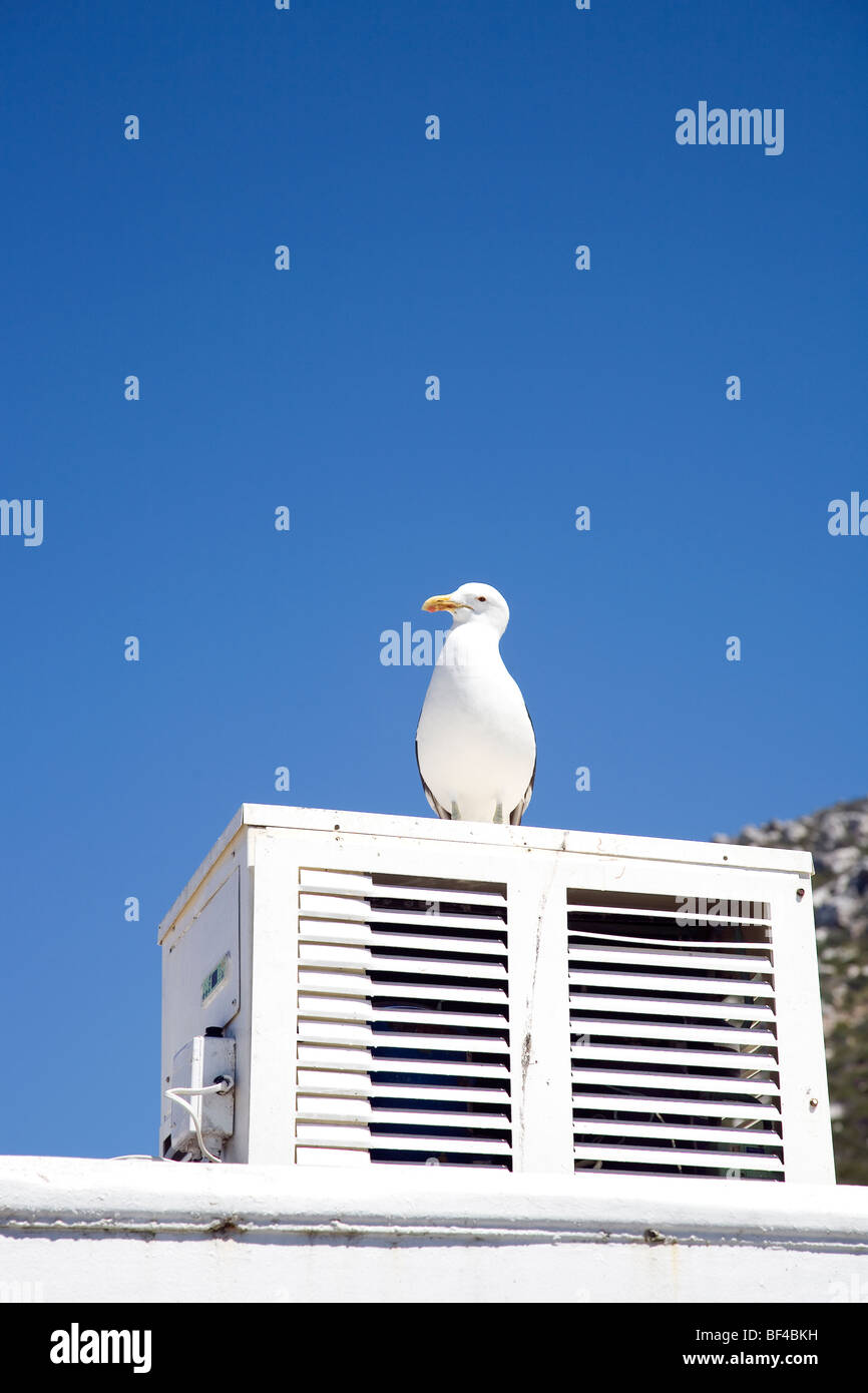 Seagull perch hi-res stock photography and images - Alamy