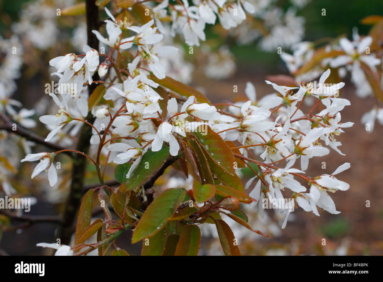 Amelanchier lamarckii AGM Stock Photo - Alamy
