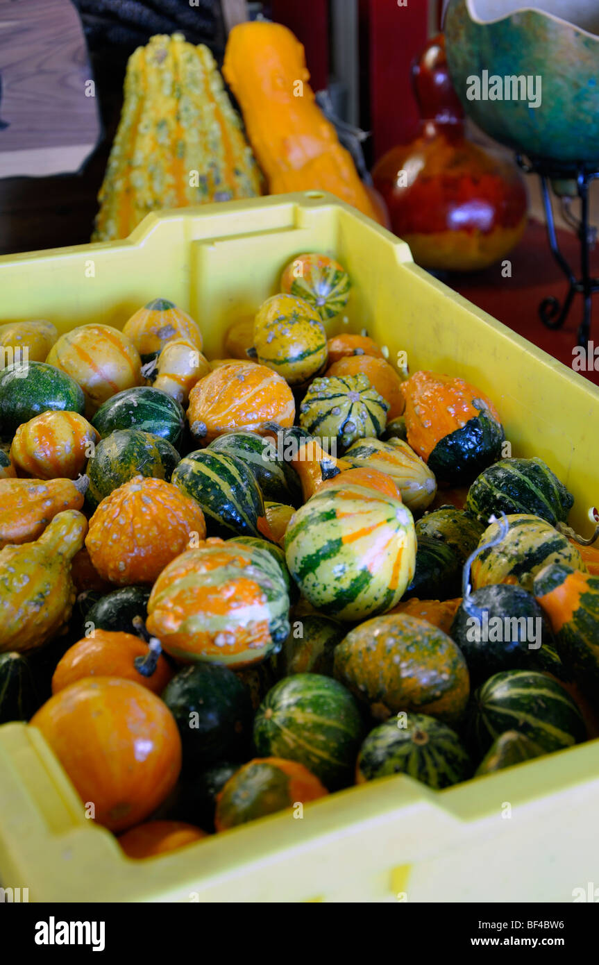 Miniature gourds hi-res stock photography and images - Alamy