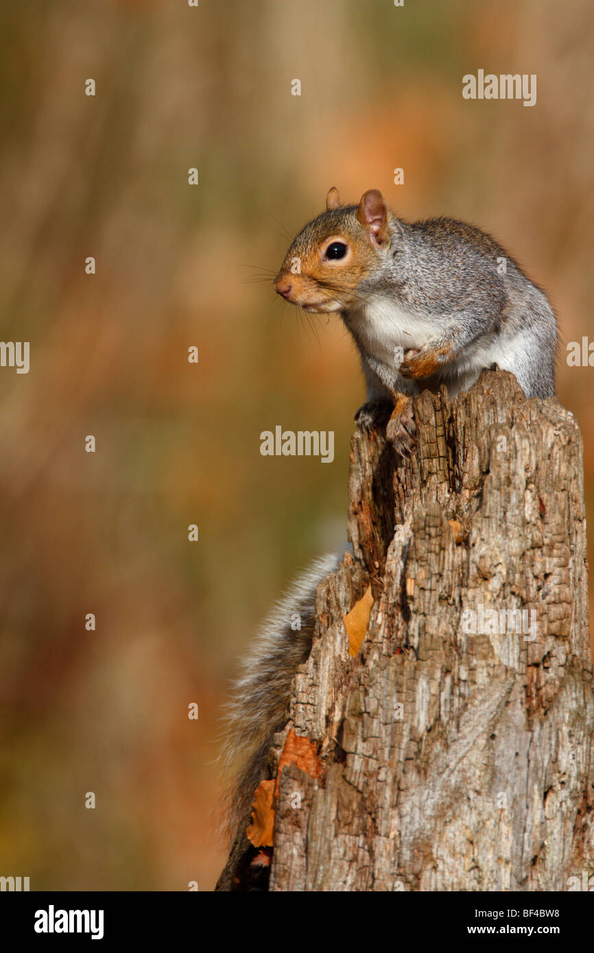 Gray squirrel food hi-res stock photography and images - Alamy
