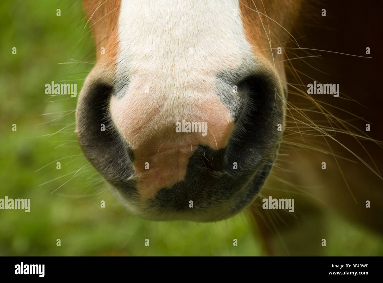 Pony 's muzzle Stock Photo - Alamy