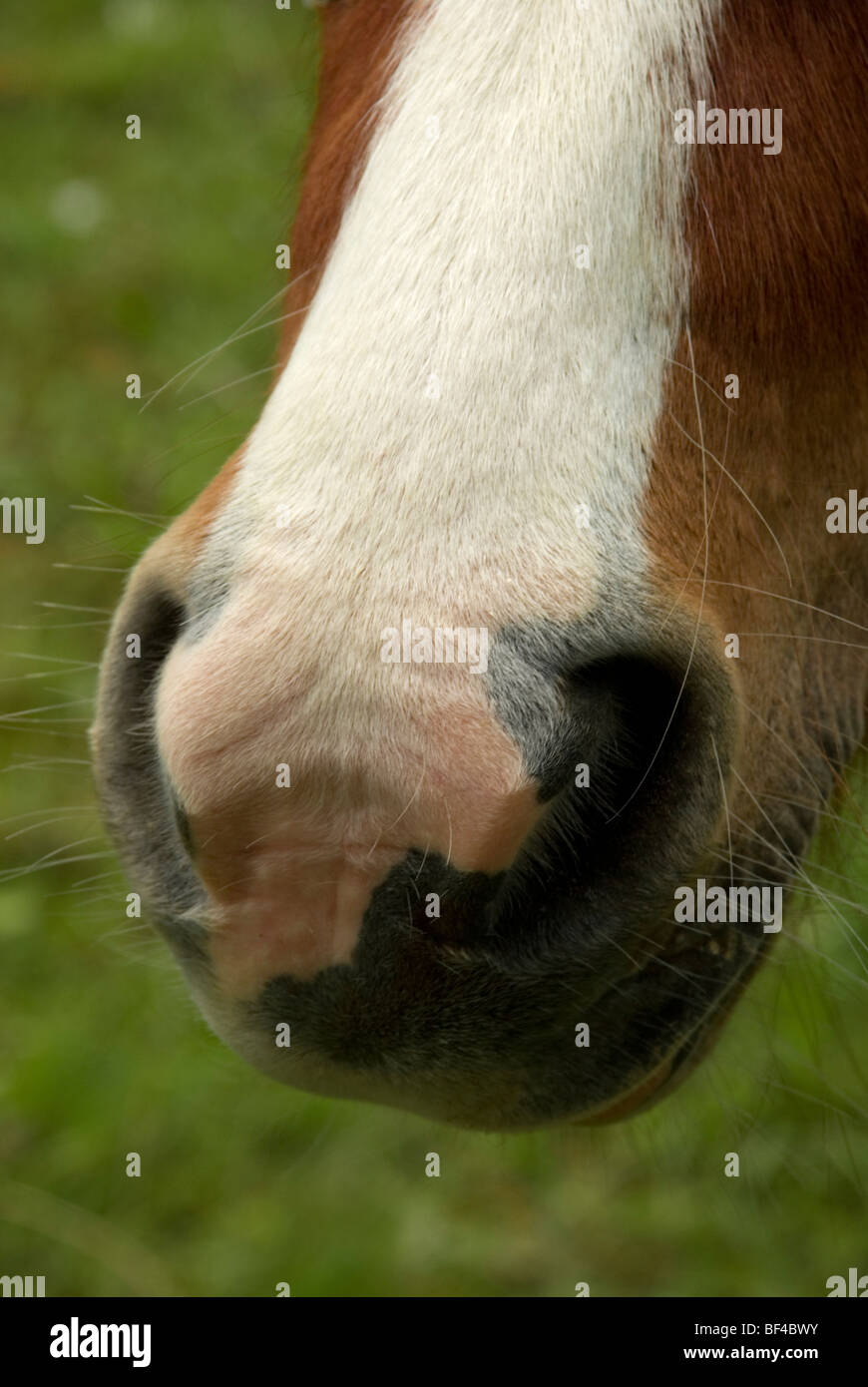 A pony´s muzzle Stock Photo - Alamy