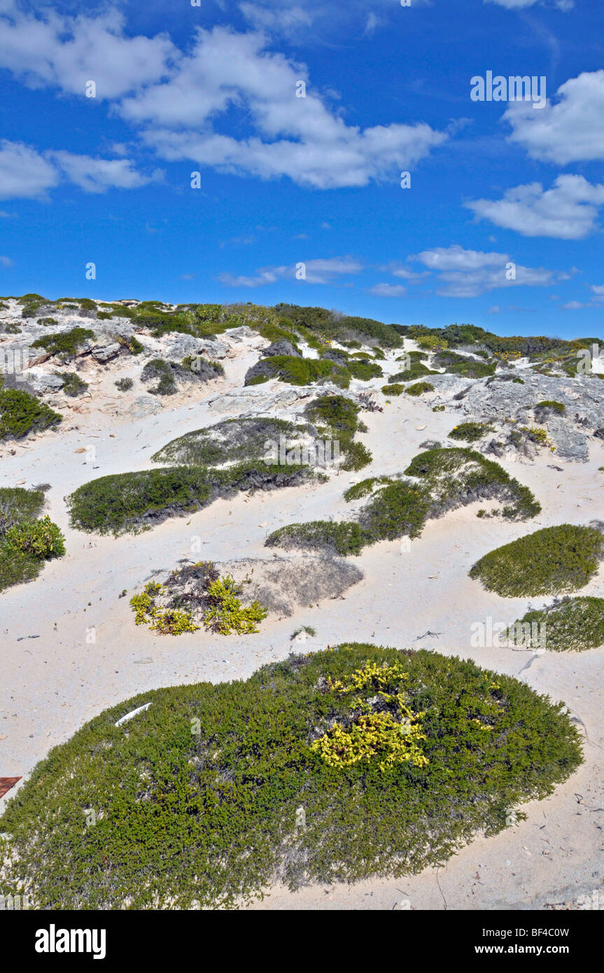 Sand dunes, De Hoop Nature Reserve, South Africa, Africa Stock Photo ...