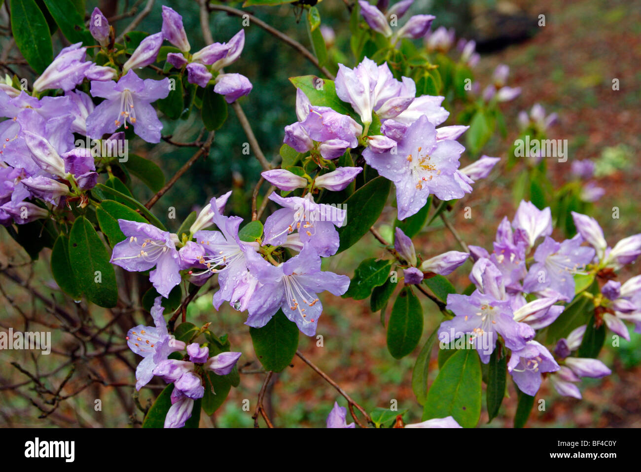 Purple blue rhododendron hi-res stock photography and images - Alamy