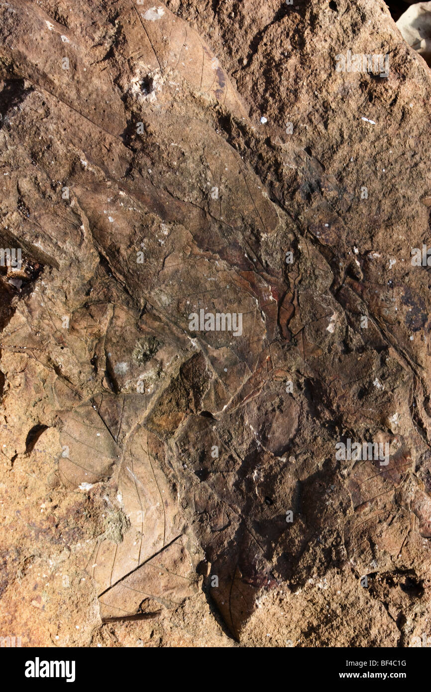 Fossil leaf hi-res stock photography and images - Alamy