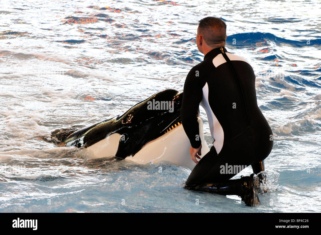 Killer whale show at SeaWorld, San Antonio, Texas - the largest ...
