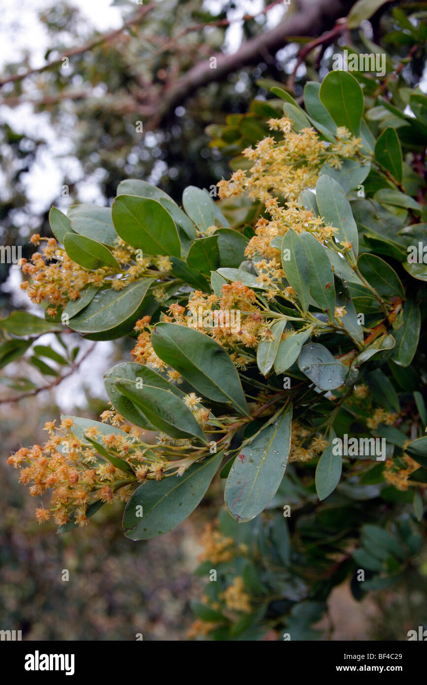 Wattle tree hi-res stock photography and images - Alamy