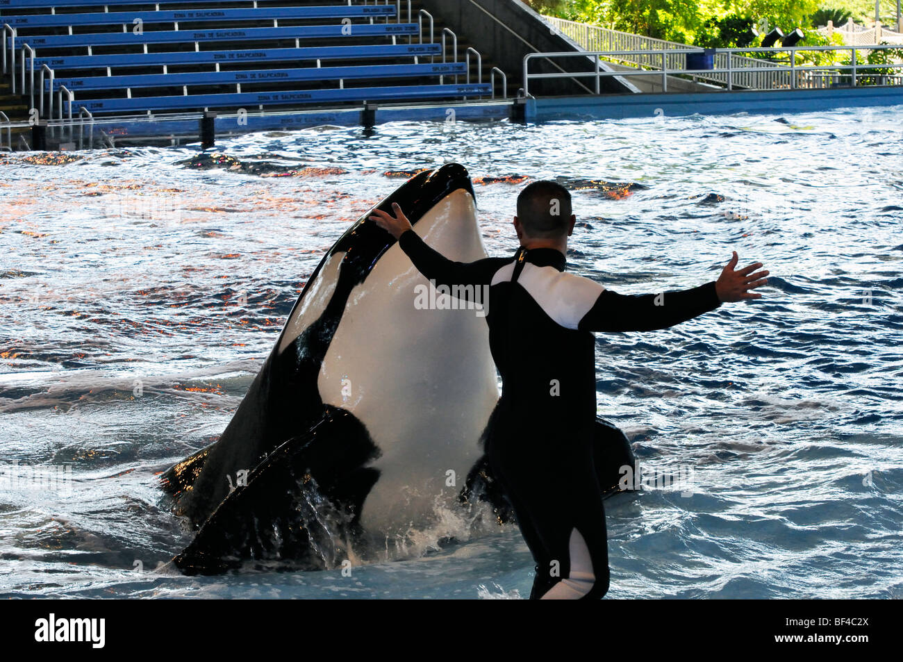 Killer whale show at SeaWorld, San Antonio, Texas - the largest ...