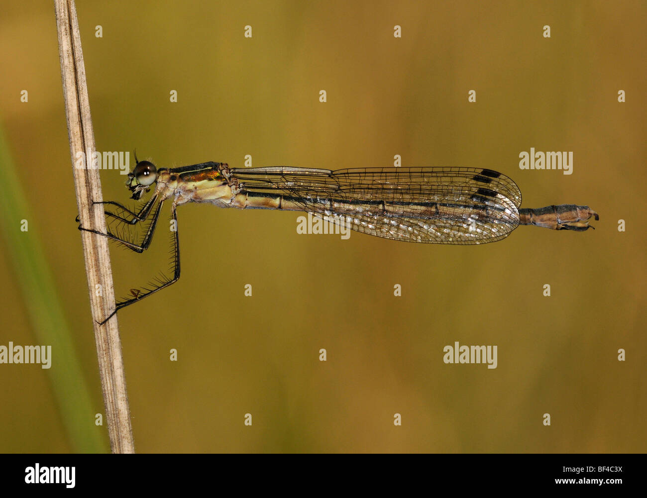 Emerald Damselfly (Lestes sponsa Stock Photo - Alamy