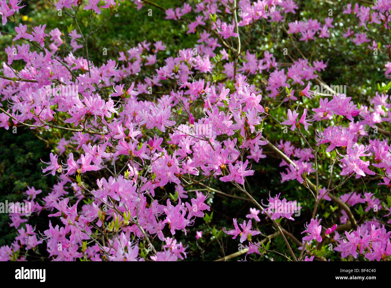 Rhododendron reticulatum hi-res stock photography and images - Alamy