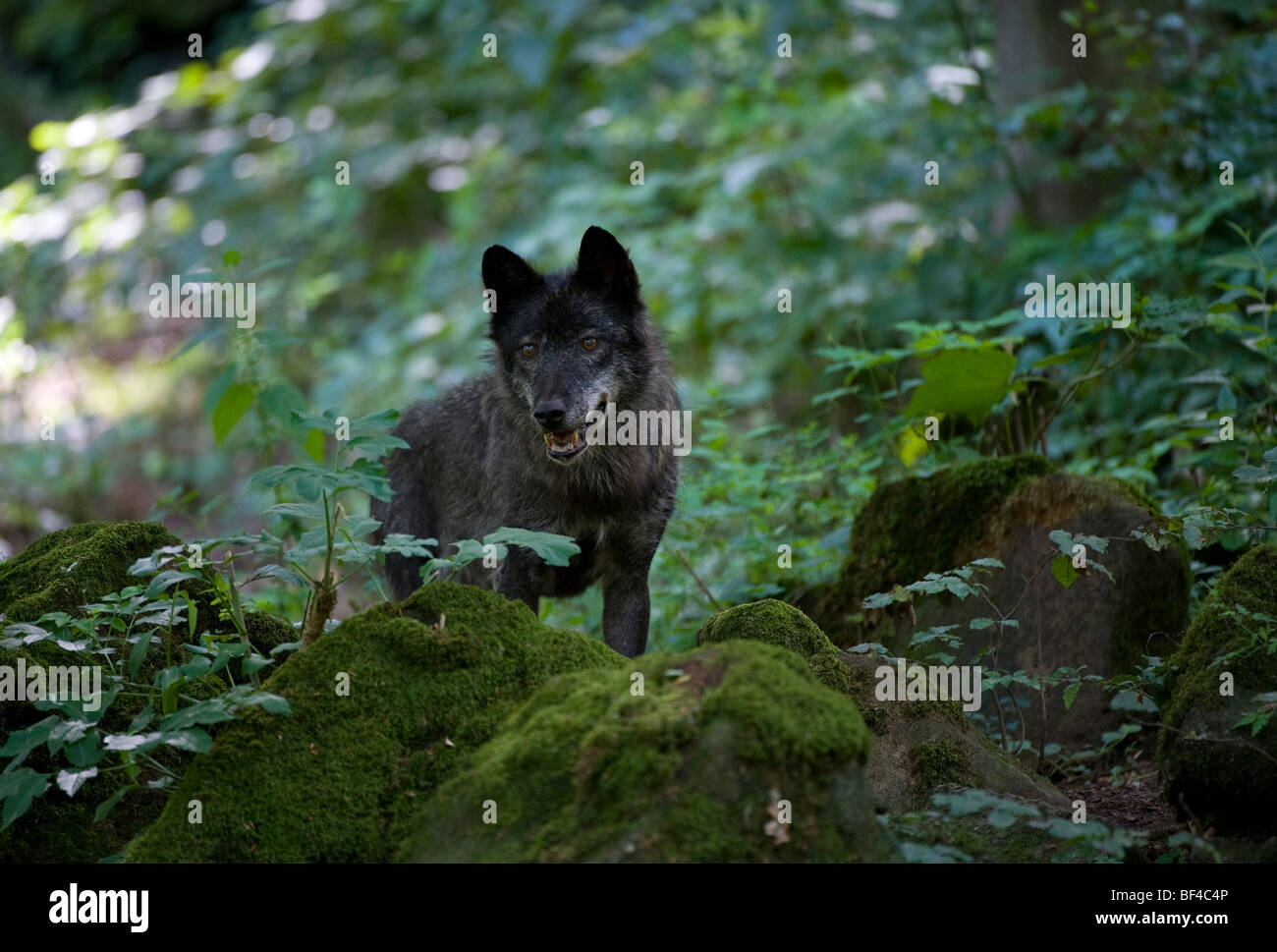 Eastern Wolf (Canis Lupus Lycaon Stock Photo - Alamy