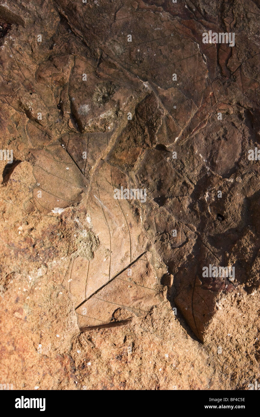 Fossil Leaf High Resolution Stock Photography and Images - Alamy