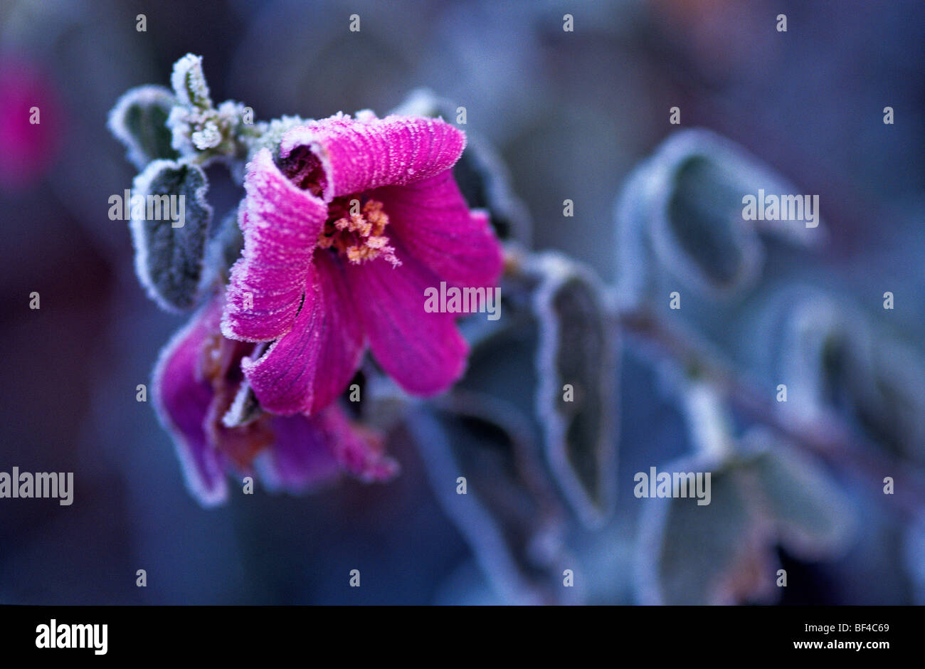 Close up winter scene of flowers covered in frost in a country garden ...