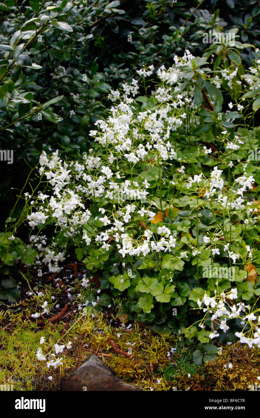 Cardamine trifolia hi-res stock photography and images - Alamy