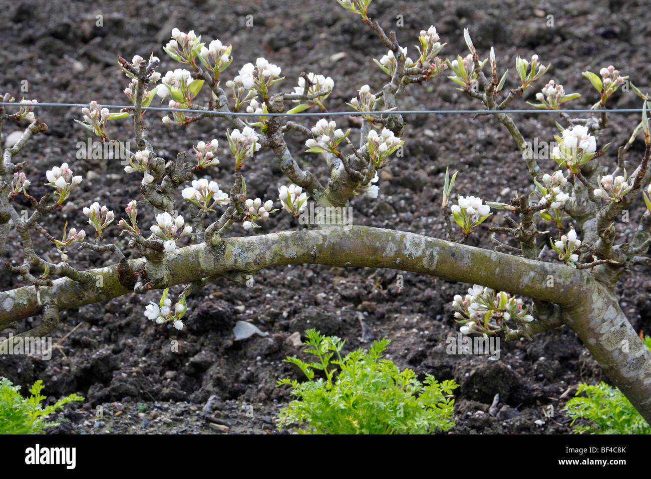 Stepover fruit hi-res stock photography and images - Alamy