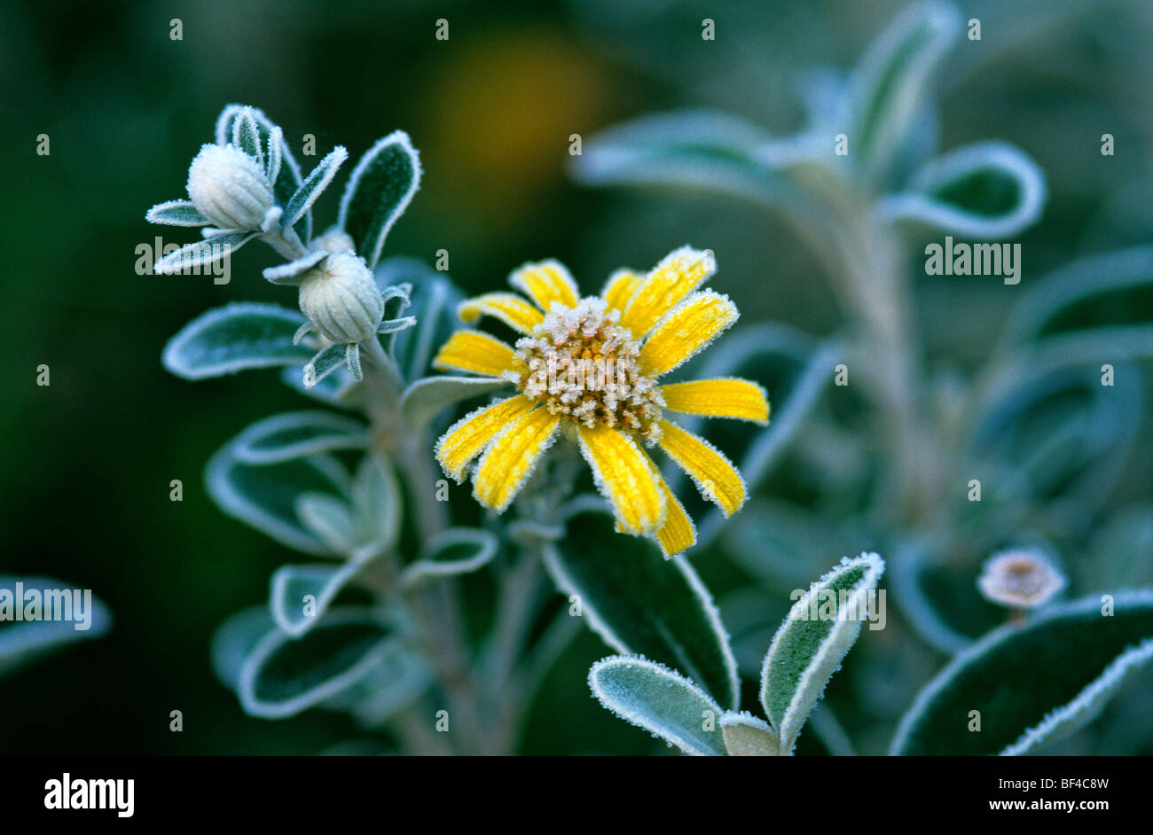 Close up winter scene of flowers covered in frost in a country garden ...