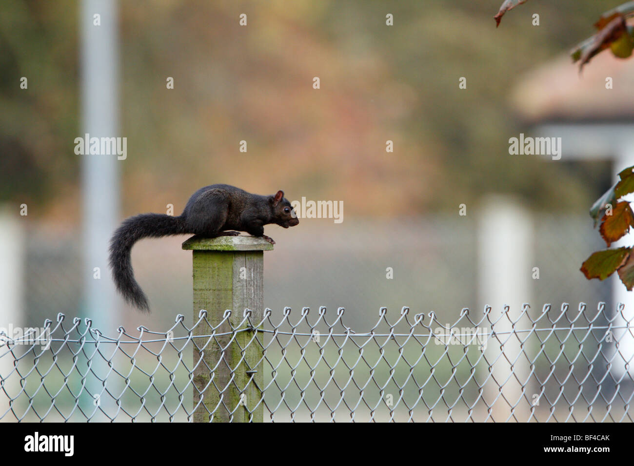 Black squirrel Sciurus carolinensis melanistic Stock Photo - Alamy