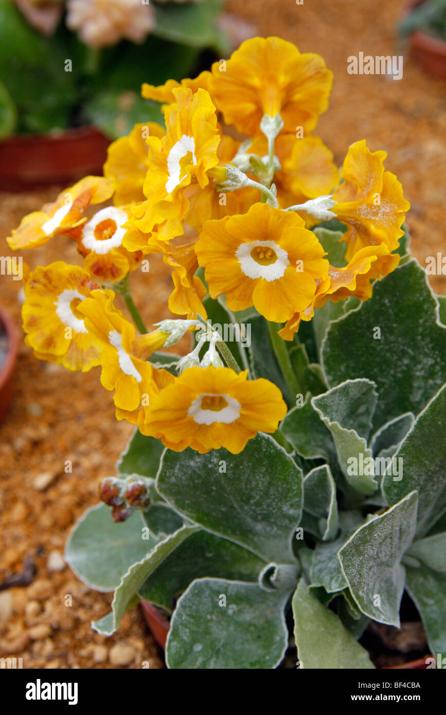 Orange buff hi-res stock photography and images - Alamy