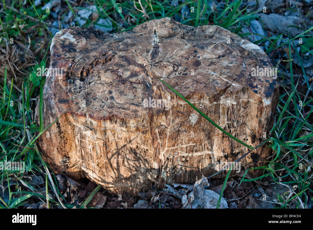 Fossilized wood petrified hi-res stock photography and images - Alamy