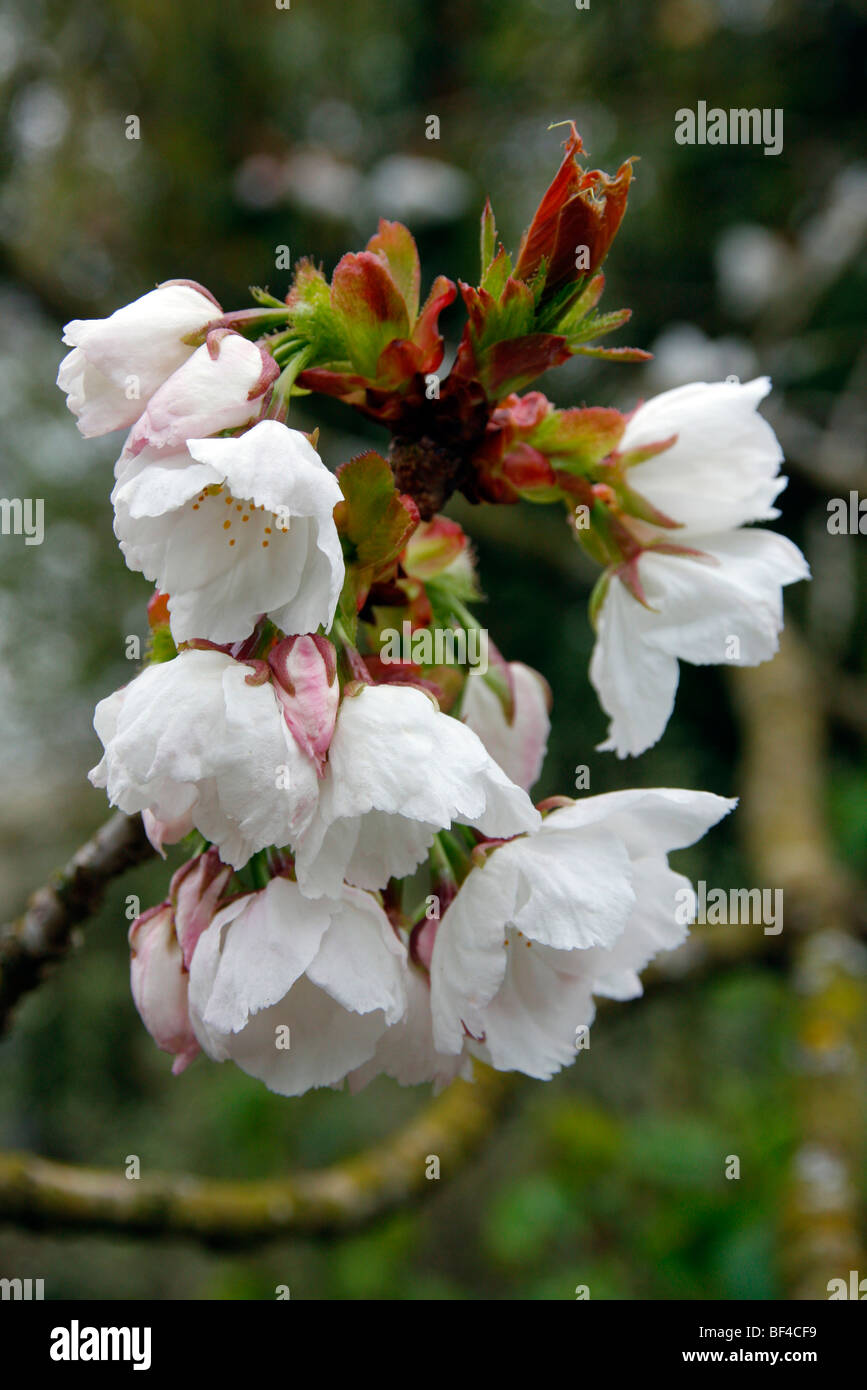 Great white cherry hi-res stock photography and images - Alamy