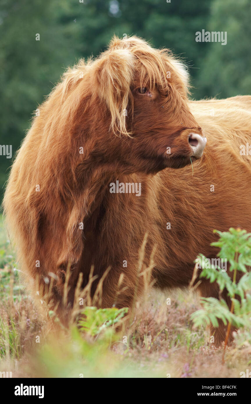 Highland Cattle grazing in heathland, Hothfield Common Nature Reserve ...