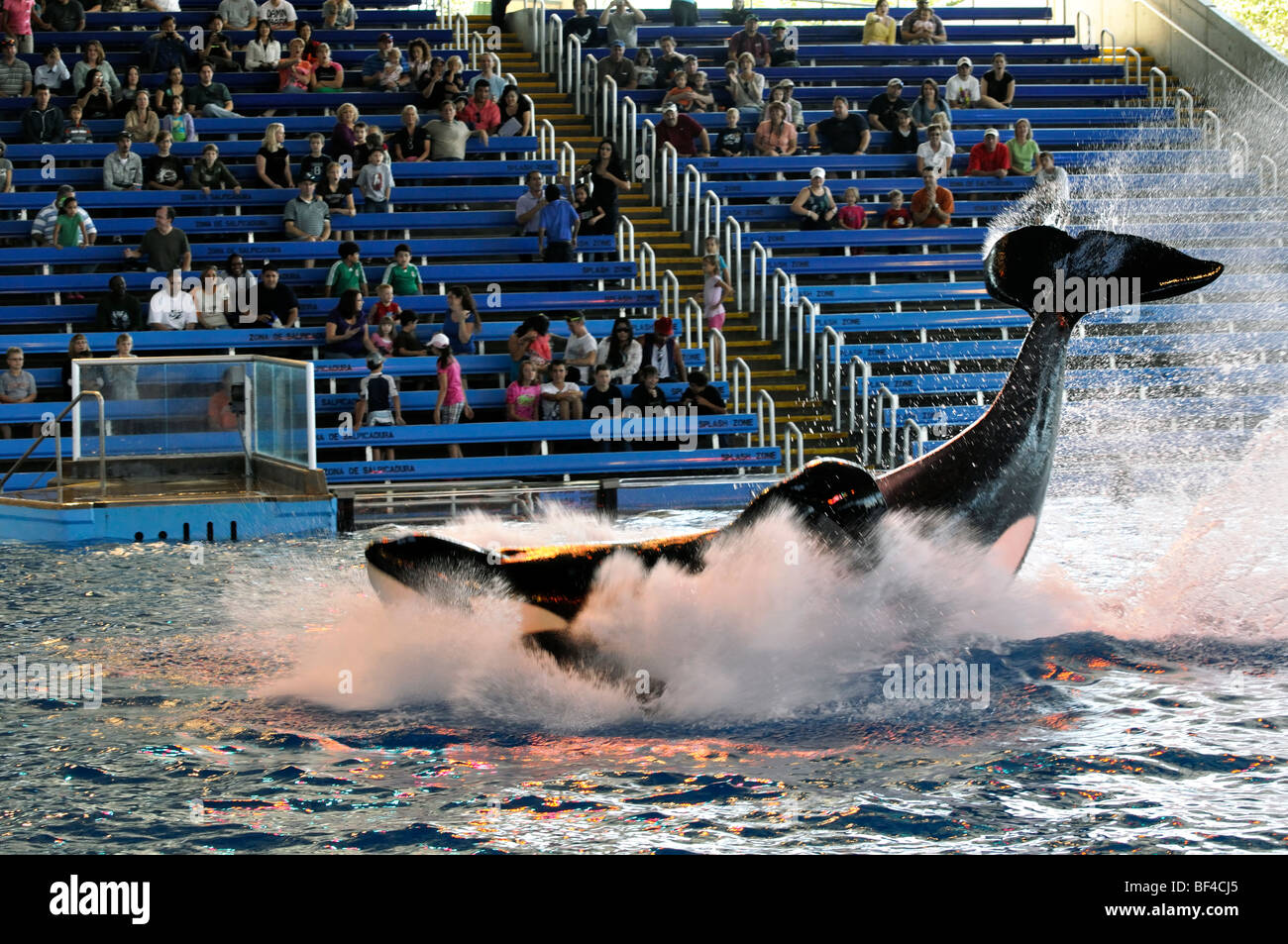 Killer whale show at SeaWorld, San Antonio, Texas - the largest ...