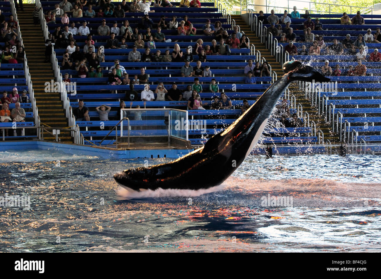 Killer whale show at SeaWorld, San Antonio, Texas - the largest ...