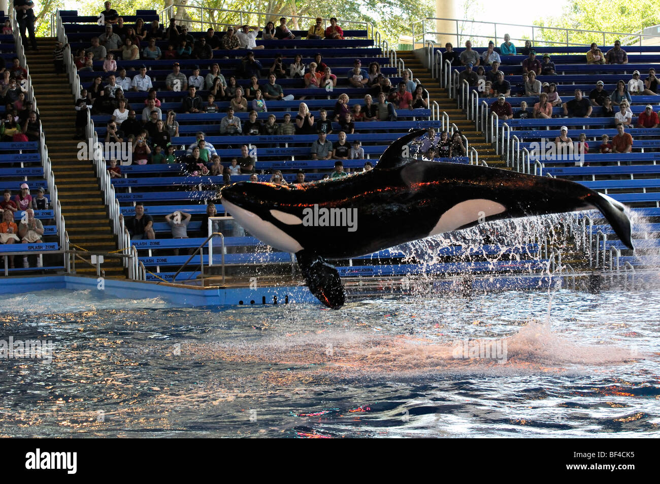 Largest Killer Whale In The World