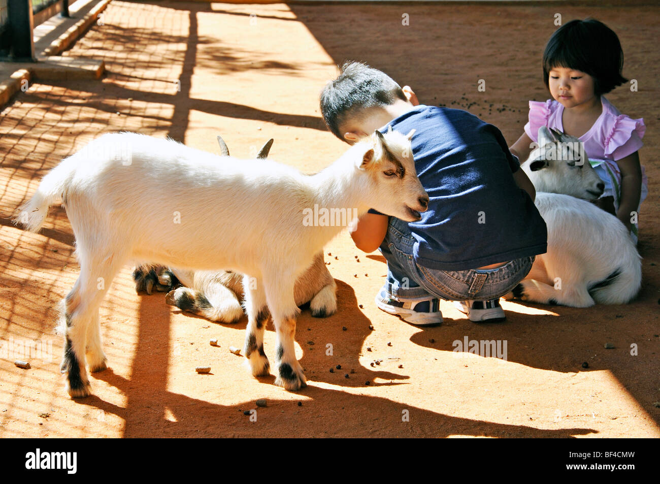 Asian kids little goat hi-res stock photography and images - Alamy
