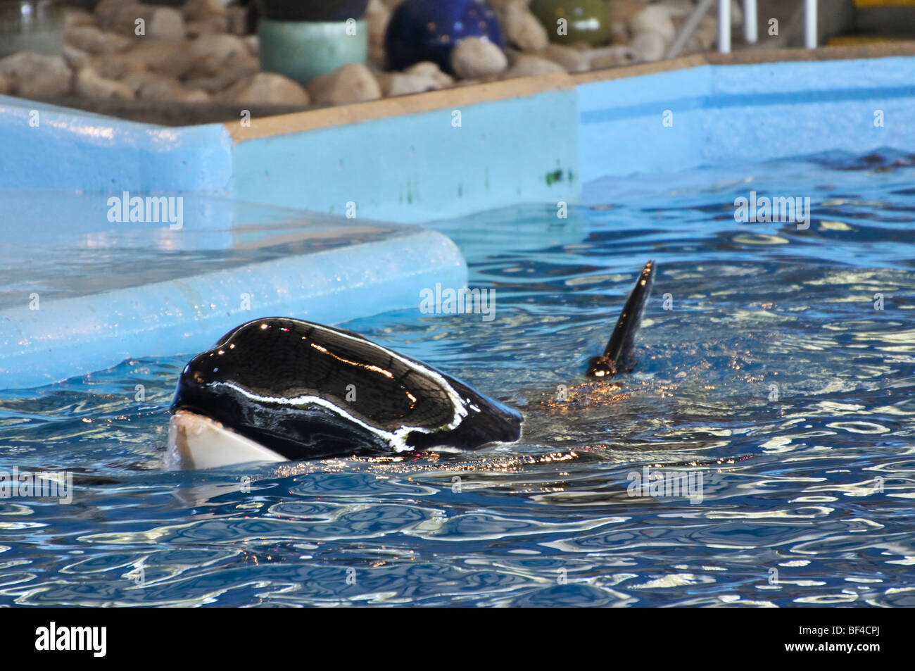 Killer whale show at SeaWorld, San Antonio, Texas - the biggest ...