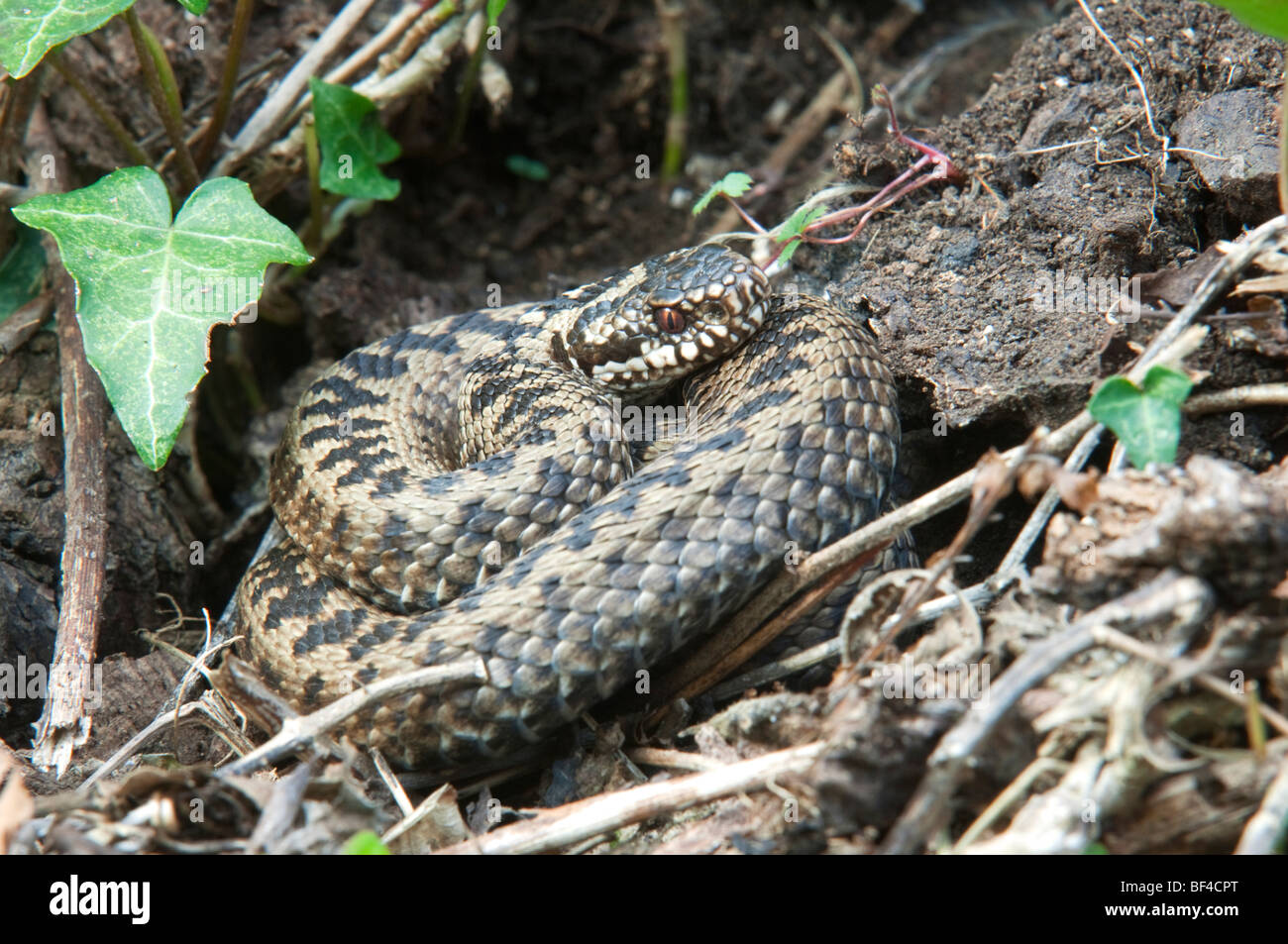 Common European Adder (Vipera berus) female, Kent, England, spring ...