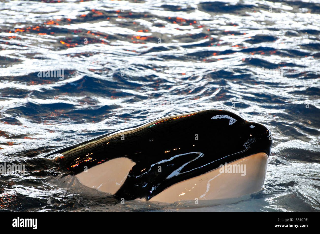 Killer whale show at SeaWorld, San Antonio, Texas - the biggest ...