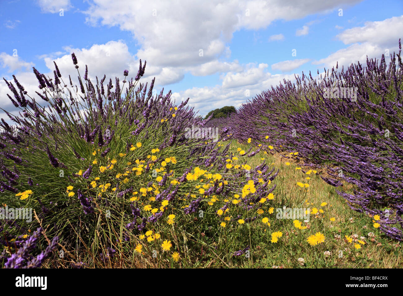 Lavender plants mayfield lavender banstead hi-res stock photography and ...