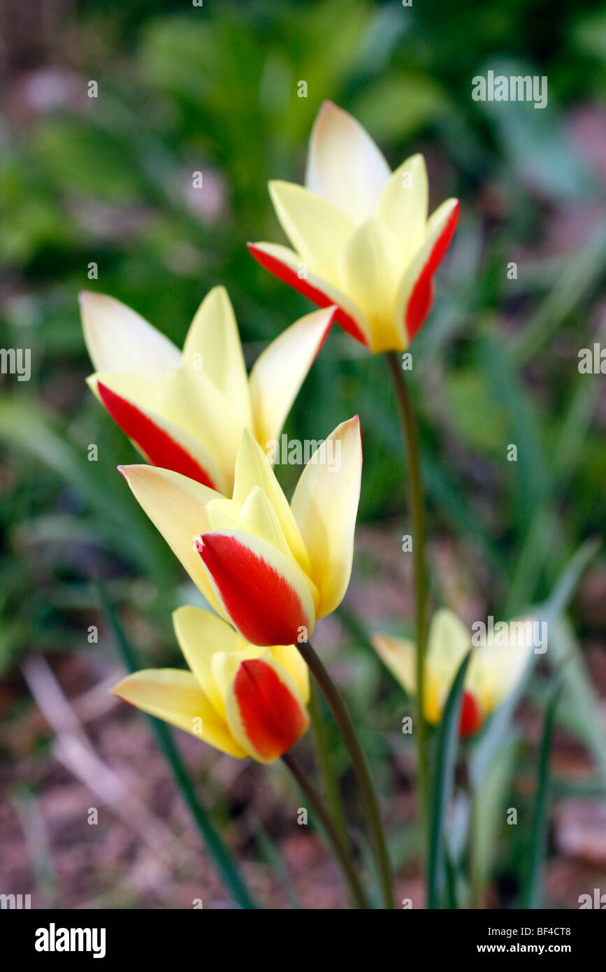 Tinka hi-res stock photography and images - Alamy