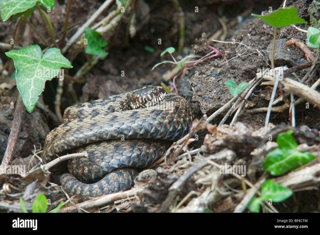Common European Adder (Vipera berus) female, Kent, England, spring ...