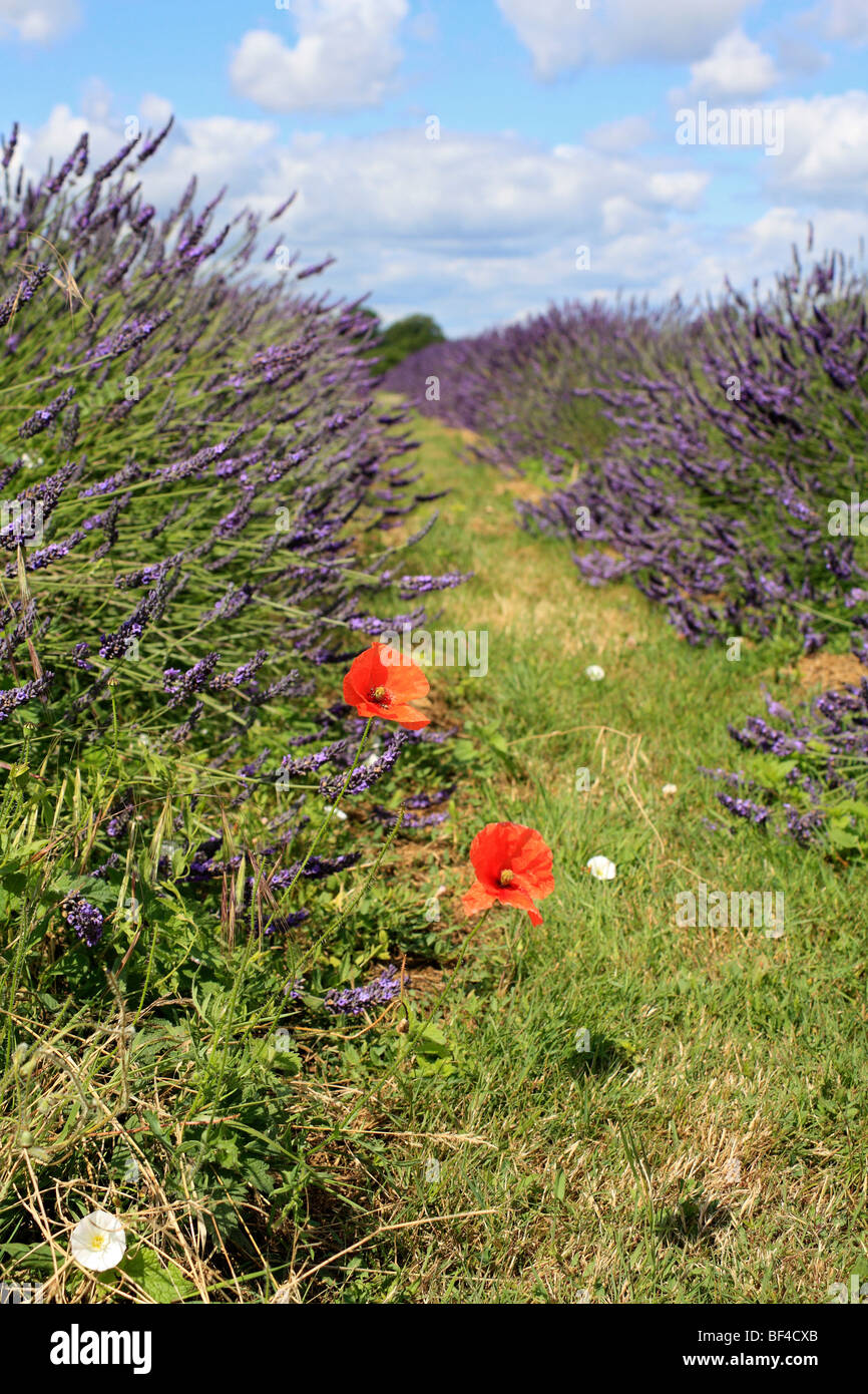 Lavender and poppies hi-res stock photography and images - Alamy
