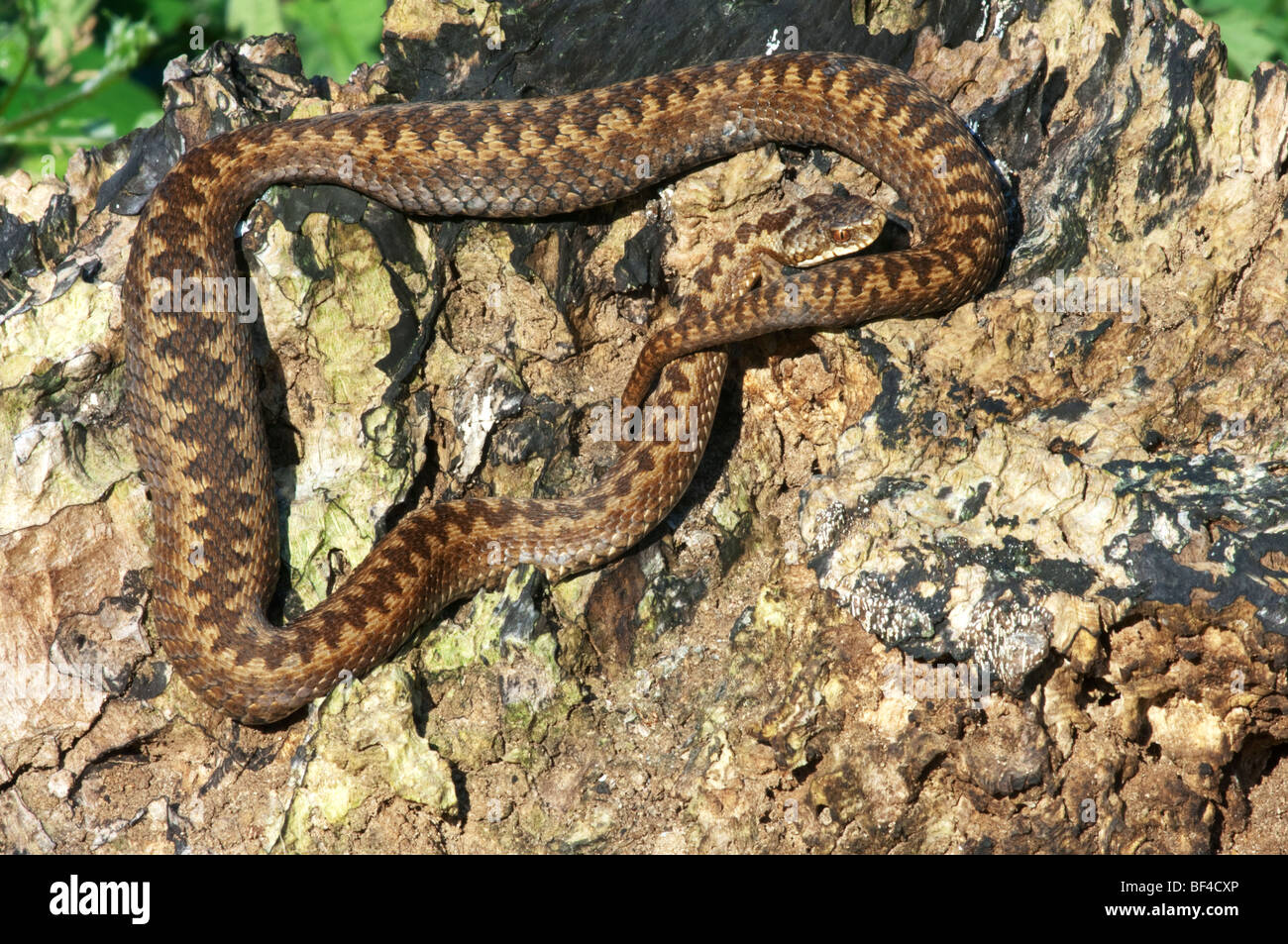 Common European Adder (Vipera berus) female, basking on log, Kent ...