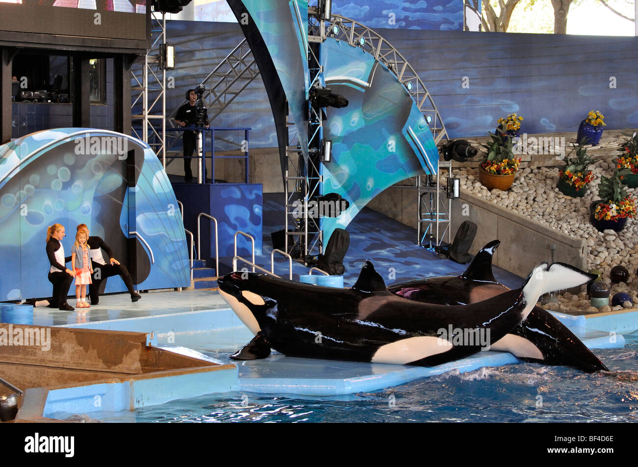 Killer whale show at SeaWorld, San Antonio, Texas - the largest ...
